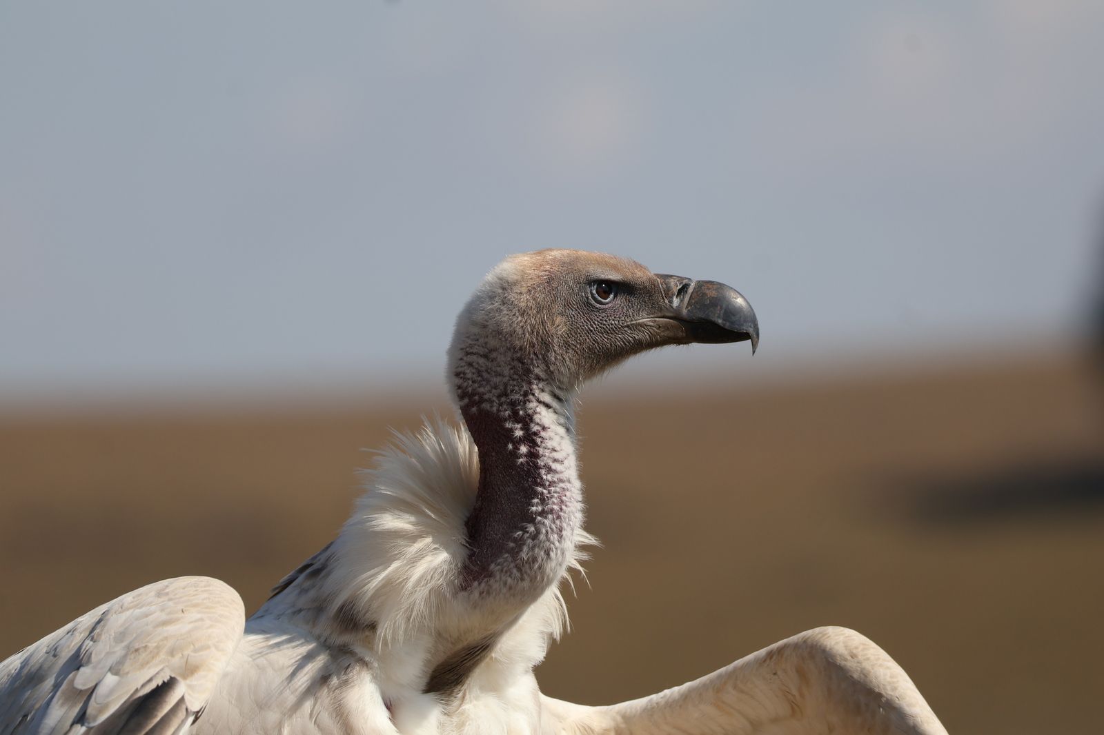 Wildlife Conservation Volunteering in Africa | Wildlife ACT