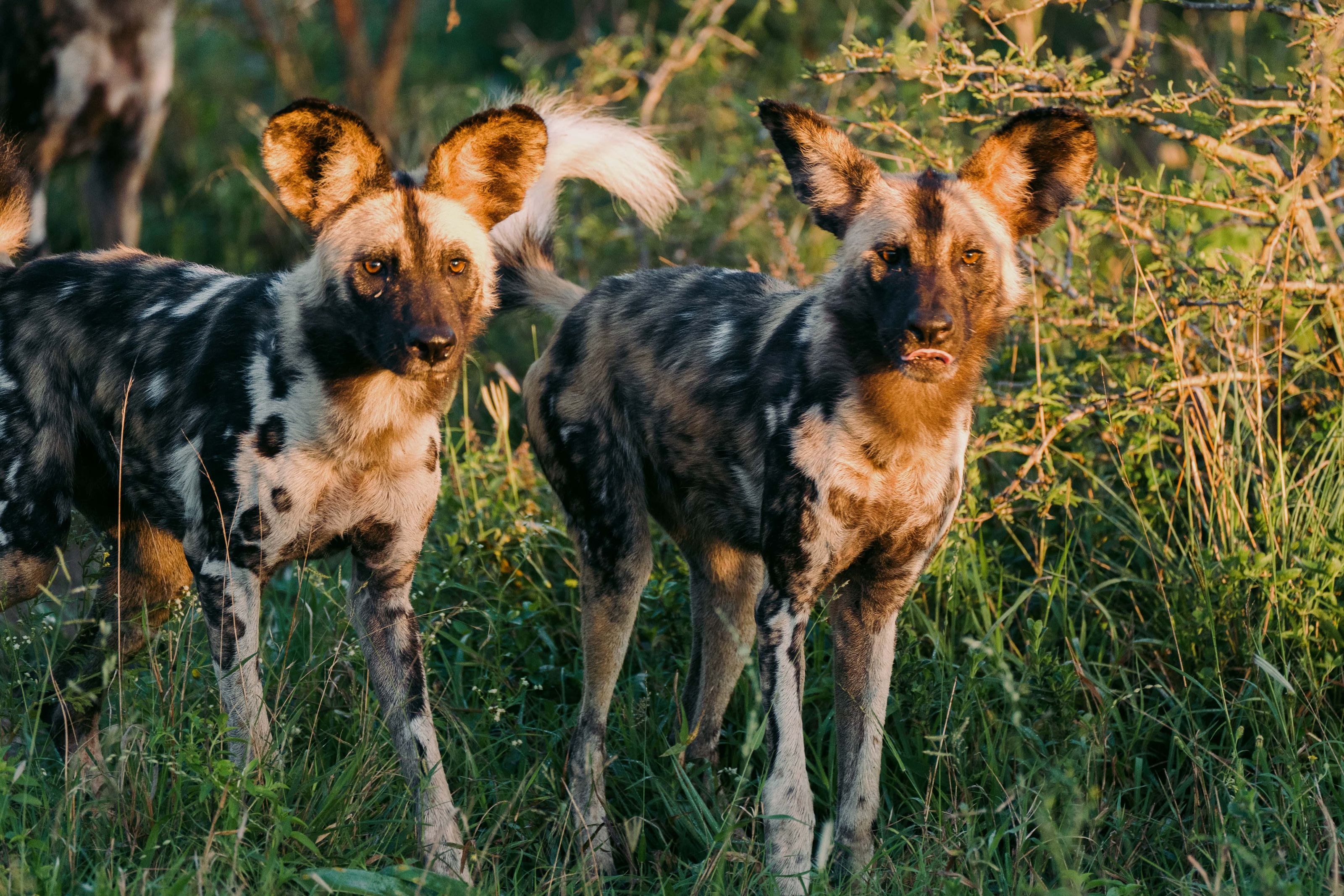 As we know, working with African Wild Dogs is an intense and extensive ...