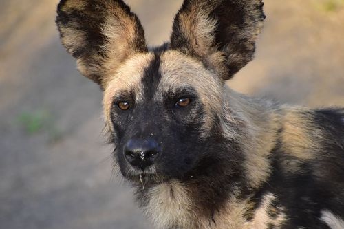 What is a Boma used for and how does it help conservation?