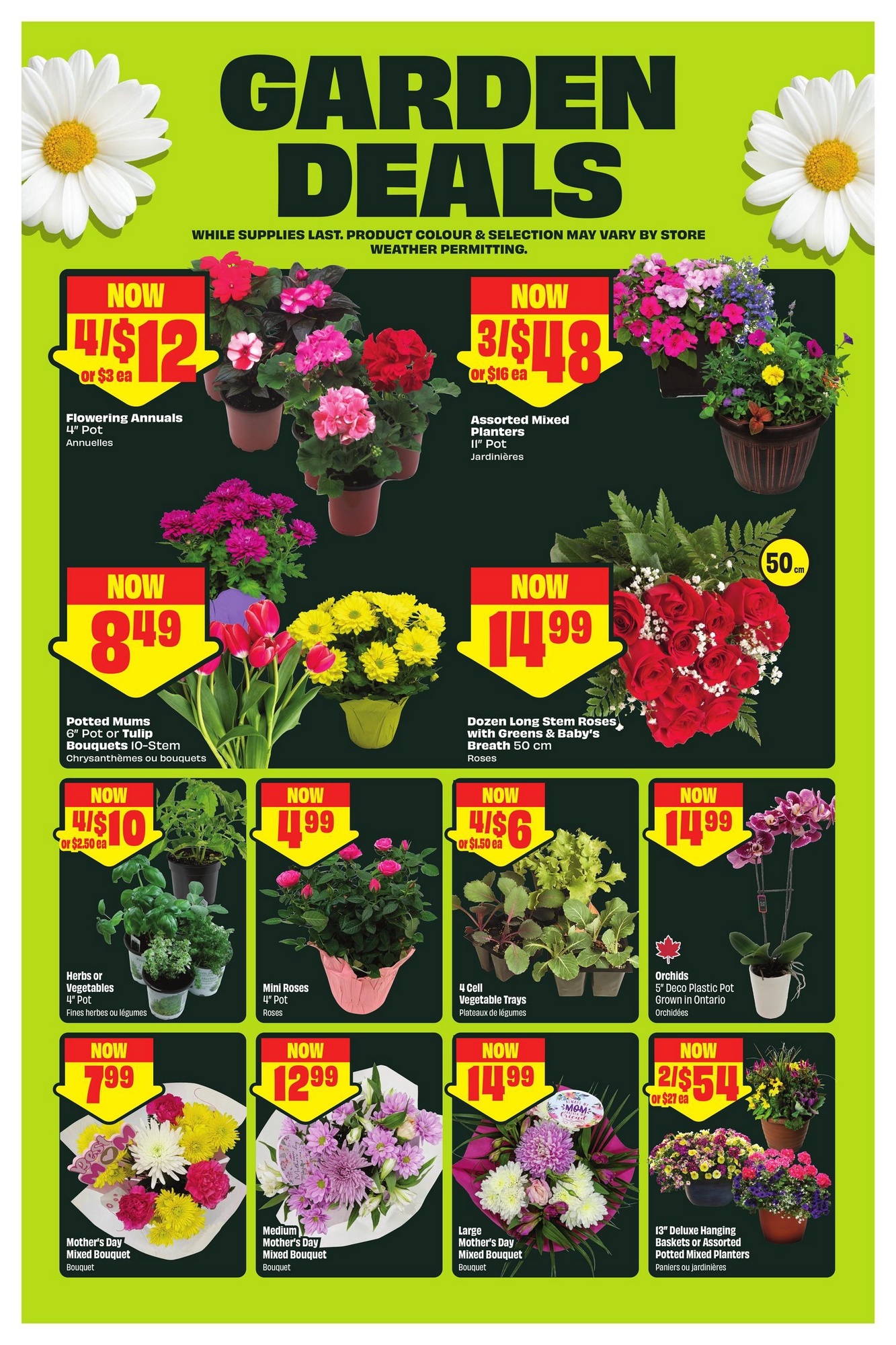 Freshco Flyer: This Week's Must-See Promotions and Discounts