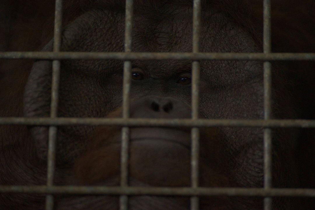 JAAN Indonesia | Rescue, rehabilitation, and release of wildlife