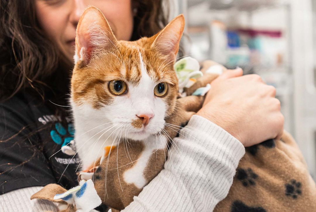 High-Quality Vet Hospital in Estero, FL | Sandy Paws Veterinary Hospital