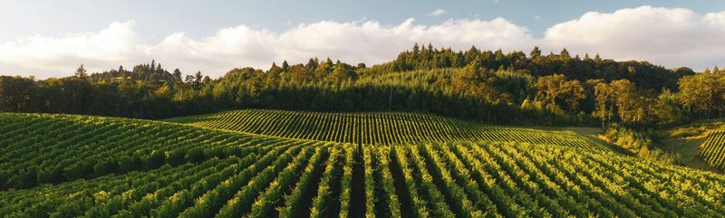 The Rohatyn Group - Strategies