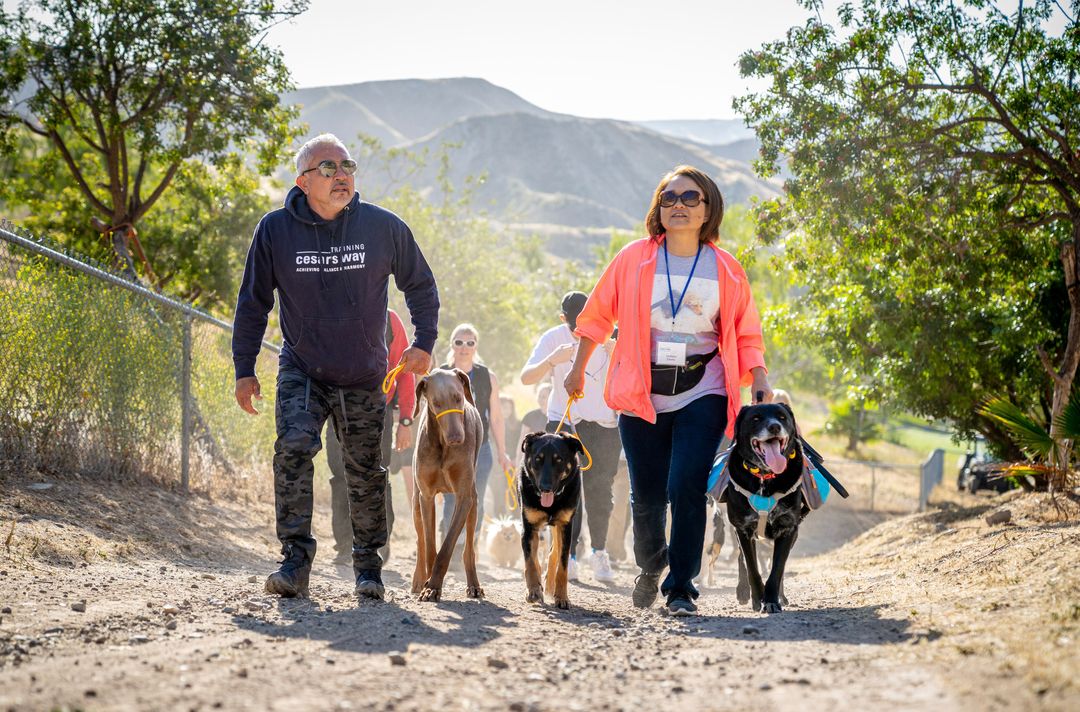 Training Cesar's Way - Cesar Millan