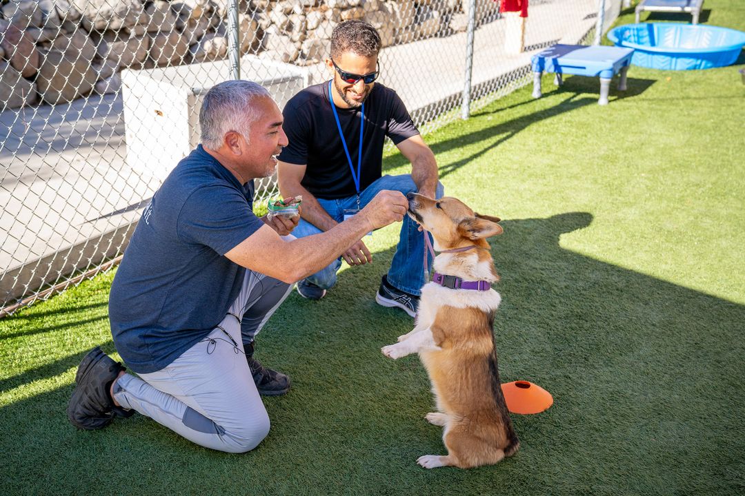 Fundamentals of Dog Training 1 - Cesar Millan