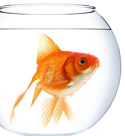 About Fishbowl
