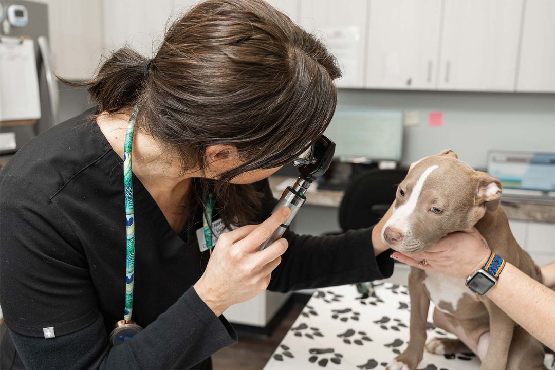 High-Quality Vet Hospital in Northern Georgia | Express Vets