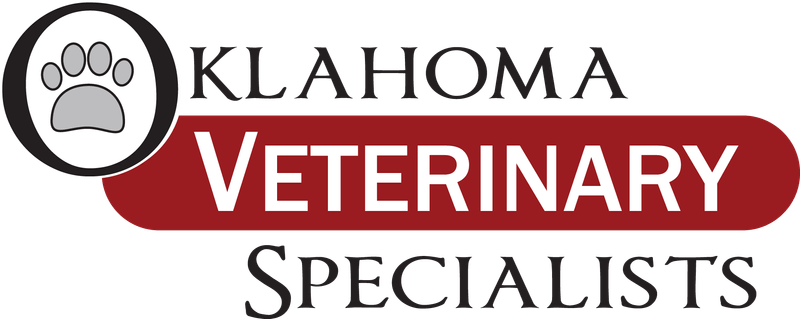 Managing High ALP Levels in Dogs | Oklahoma Veterinary Specialists