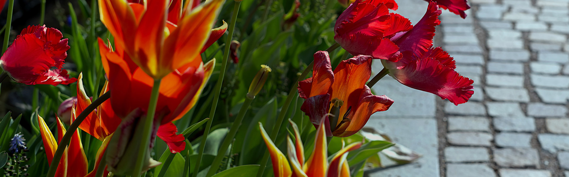 Elevating Outdoor Spaces - Services by Branch Landscape Group