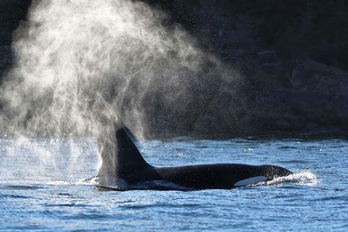 Orca Acoustics | Orca Behavior Institute