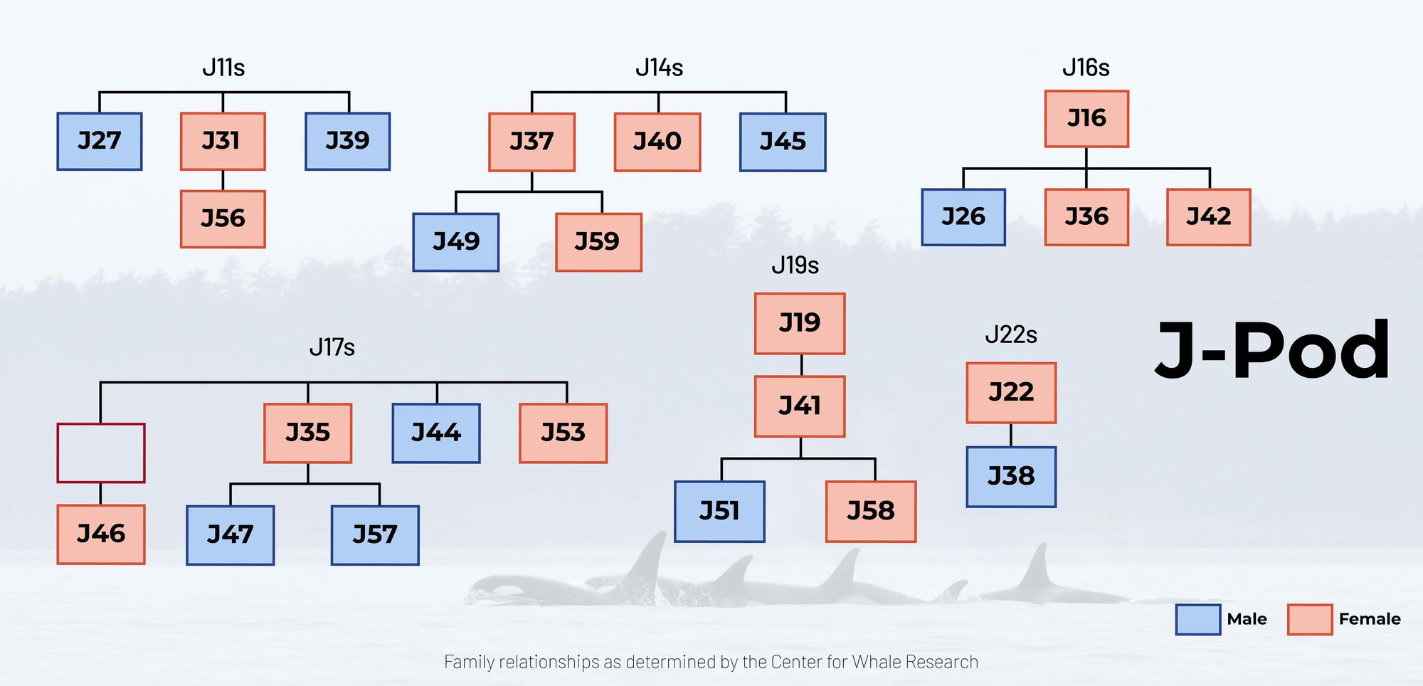 J Pod | Southern Residents Orcas