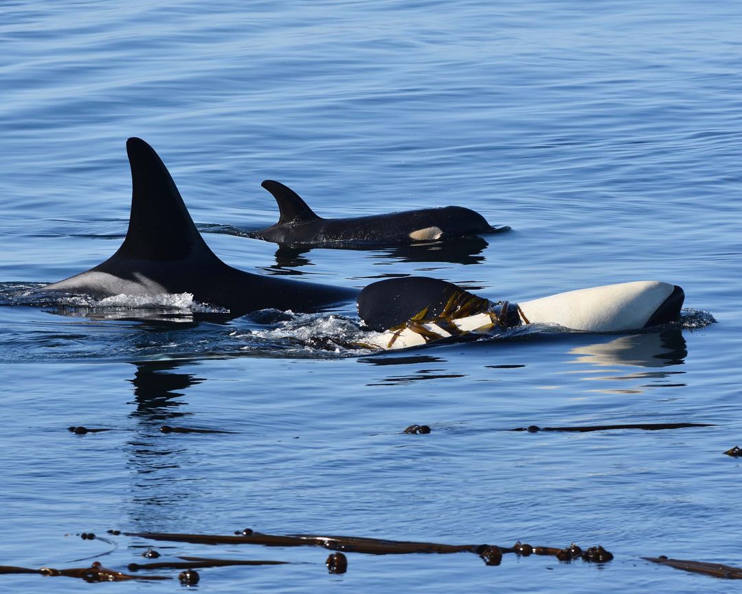 Southern Resident killer whales | Orca Behavior Institute