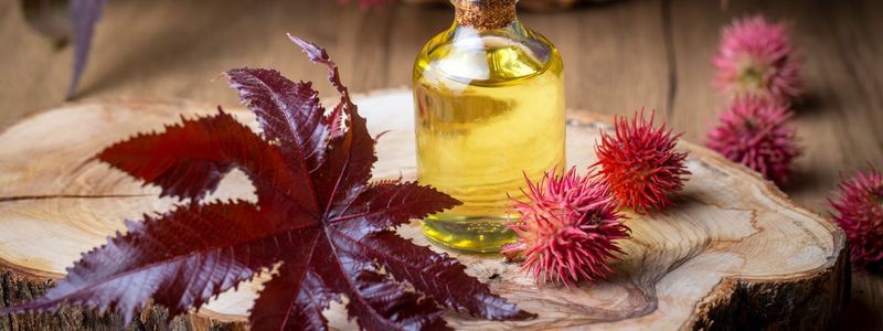 Castor Oil: Composition, Applications, and Precautions
