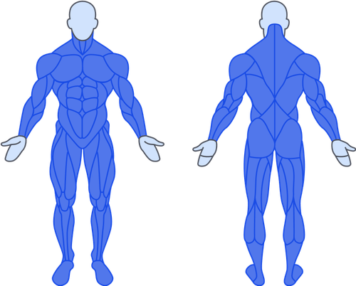 How to Do Burpees + Front Kicks: Form, Muscles Worked, Tips | Zing Coach