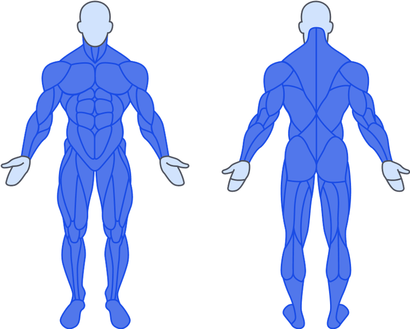 How to Do Burpees + Front Kicks: Form, Muscles Worked, Tips | Zing Coach