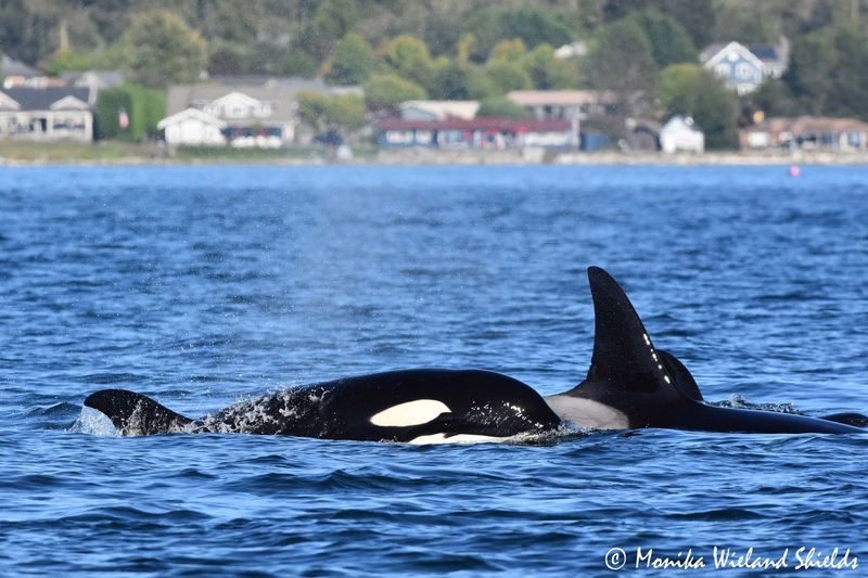 Orca Updates | Orca Behavior Institute