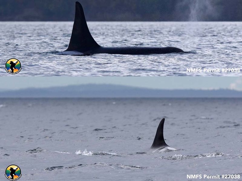 Orca Updates | Orca Behavior Institute