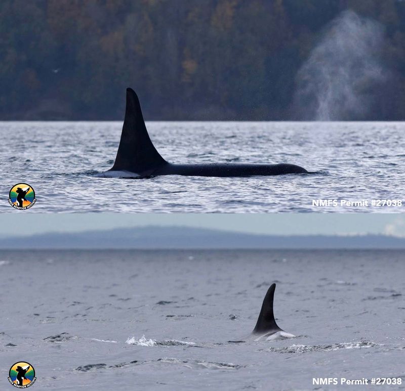 Today we were thrilled to encounter a TRUE SUPERPOD!
