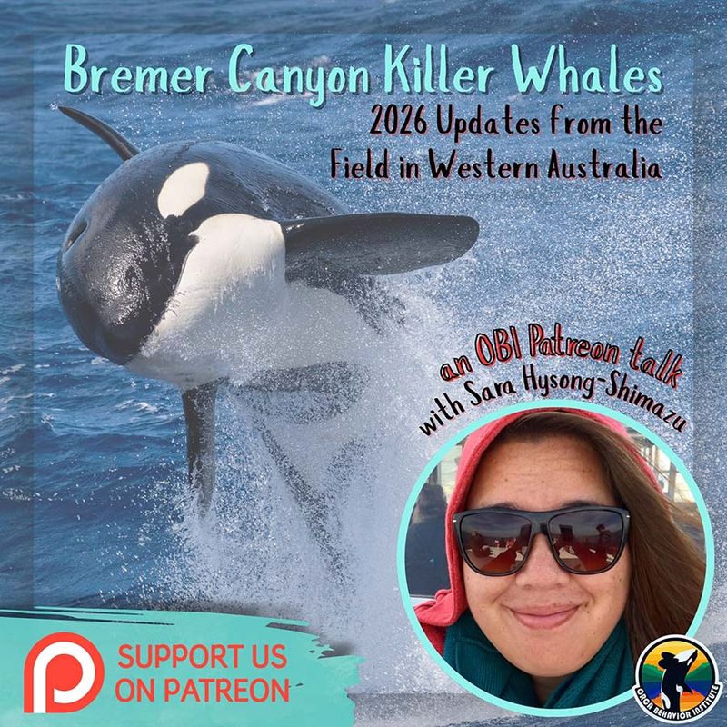 Orca Updates | Orca Behavior Institute