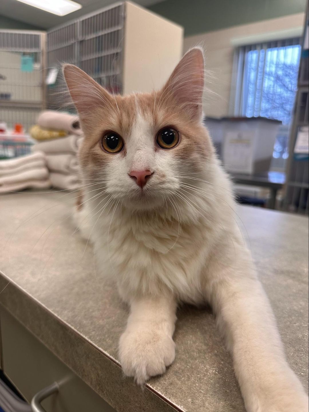 Resources | Kearney Area Animal Shelter