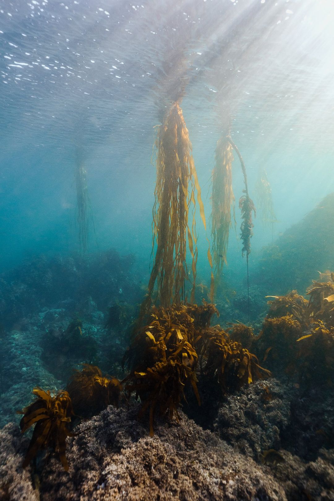 Deep Ocean Exploration and Research