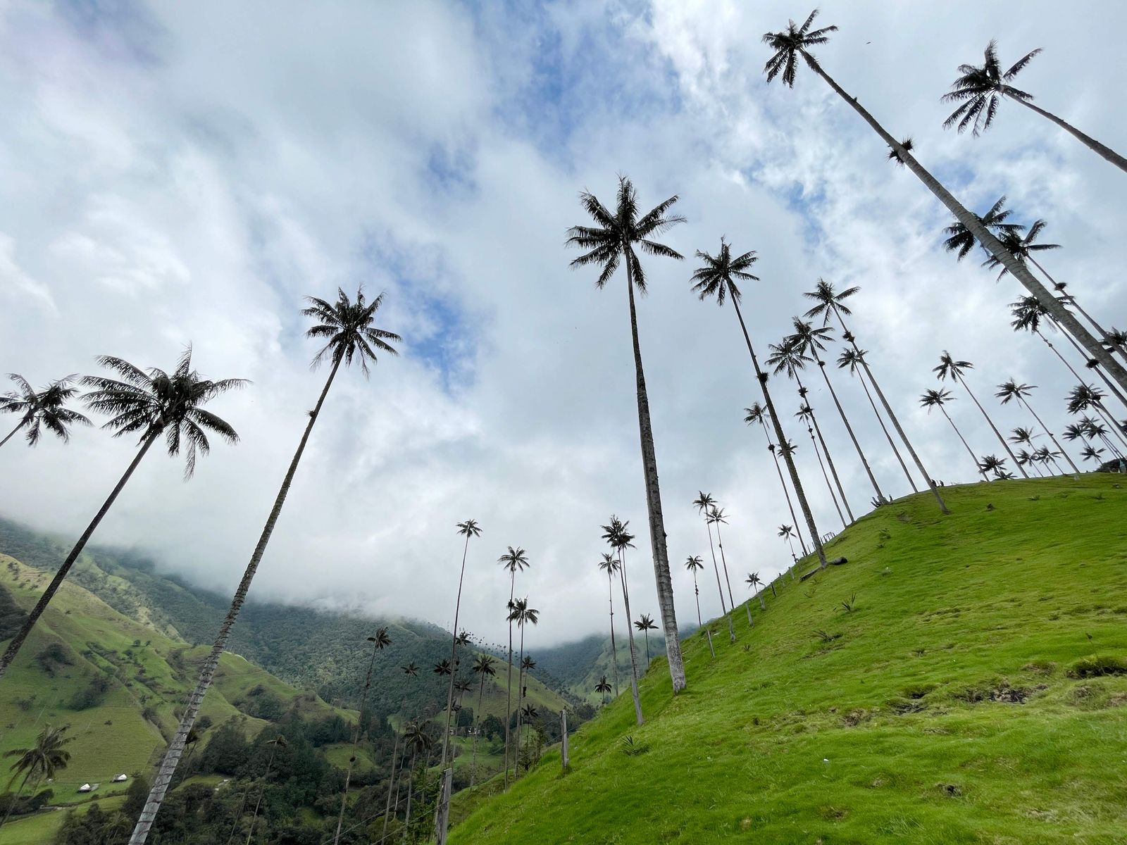 Salento Colombia: The Complete Traveler's Guide to Salento & The Cocora ...