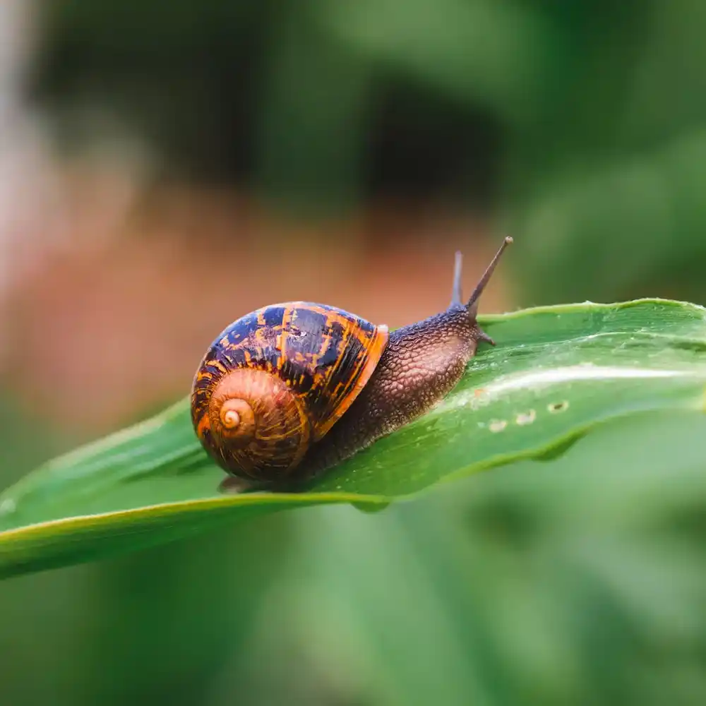National Snail Day | May 29