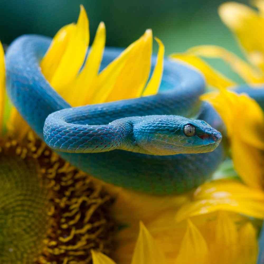 World Snake Day | July 16