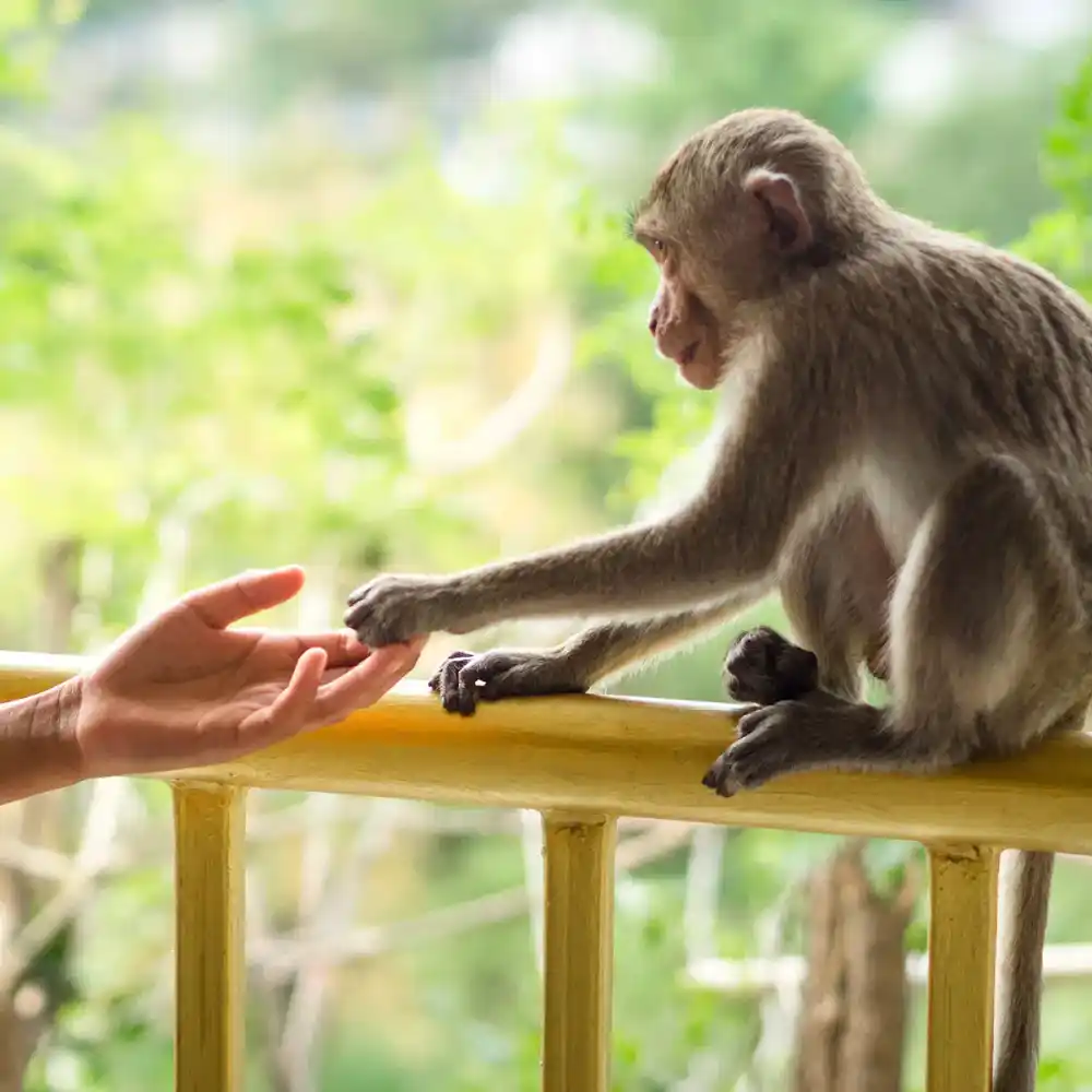 Take a Monkey to Lunch Day | July 21