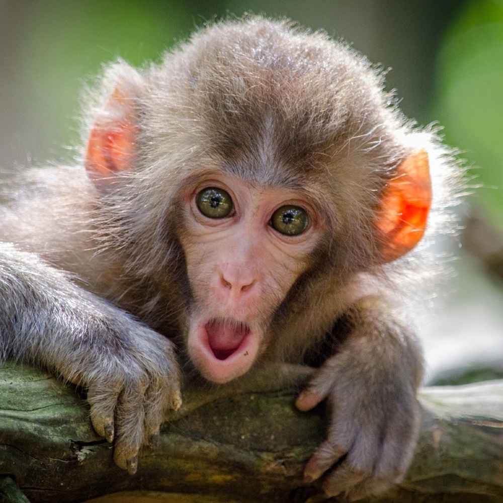 National Monkey Day | December 14