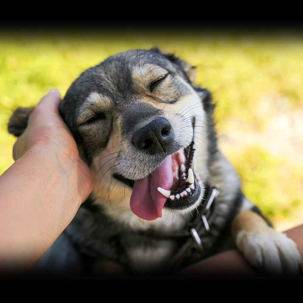 National Make a Dog’s Day | October 22