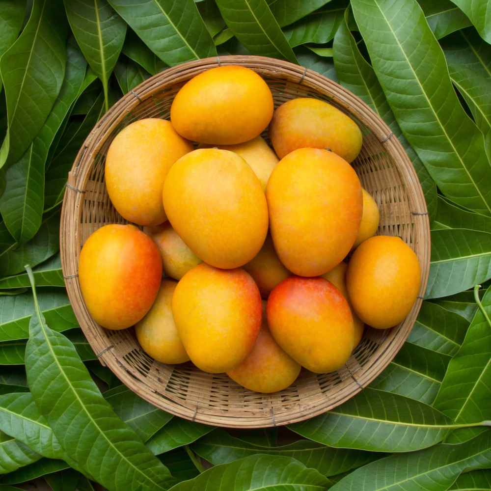 Mango Day | July 22