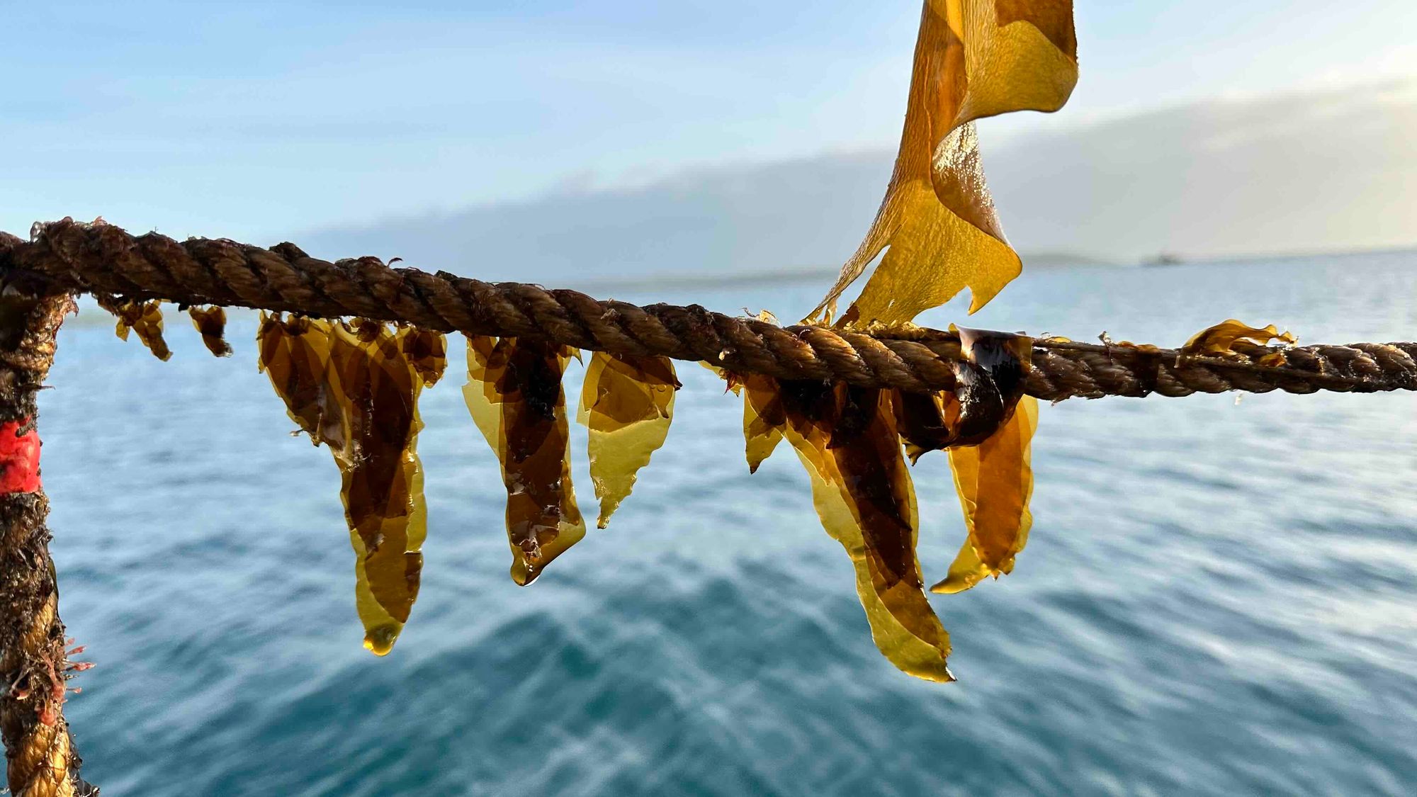 Samudra - Robotics & AI to mega scale blue carbon ecosystem