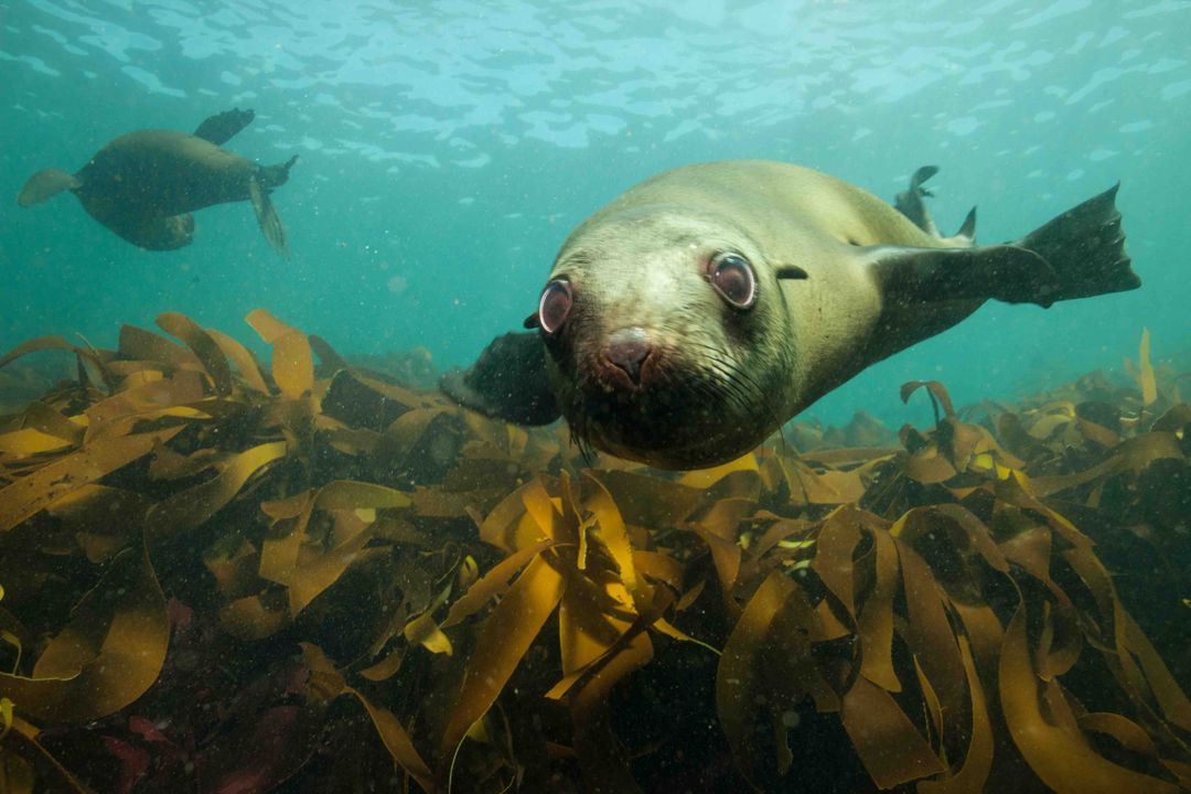 Samudra - Robotics & AI to mega scale blue carbon ecosystem