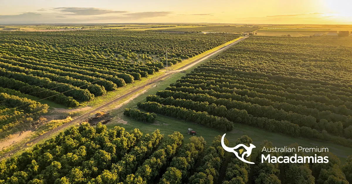 Sustainable Macadamia Farm | Australian Premium Macadamias