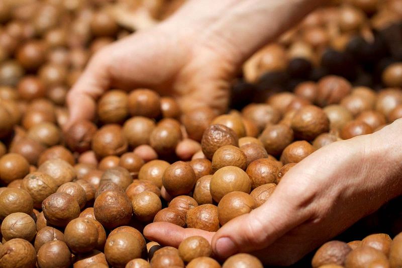 Sustainable Macadamia Farm | Australian Premium Macadamias