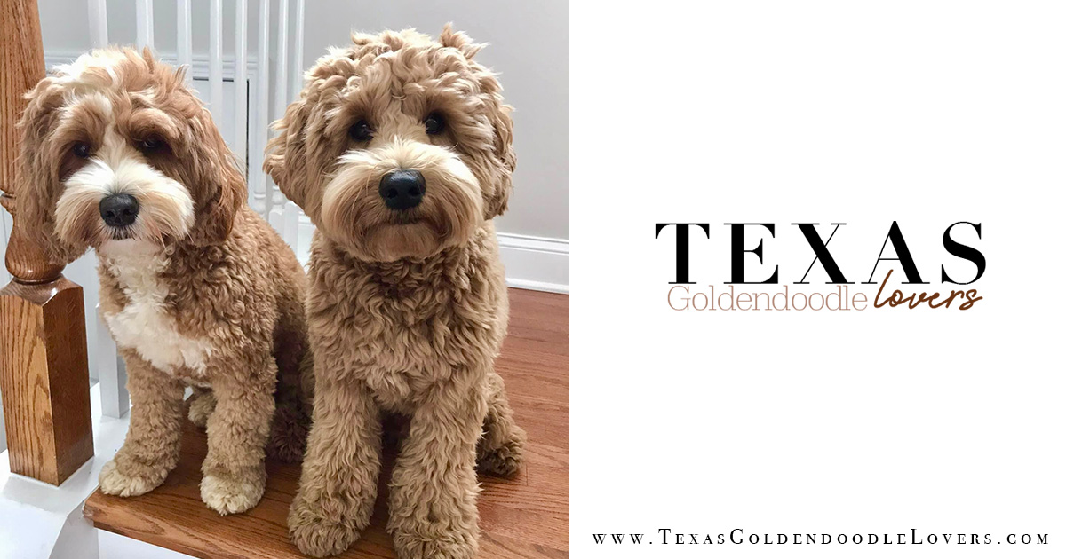 Available Micro and Mini Goldendoodles in Texas