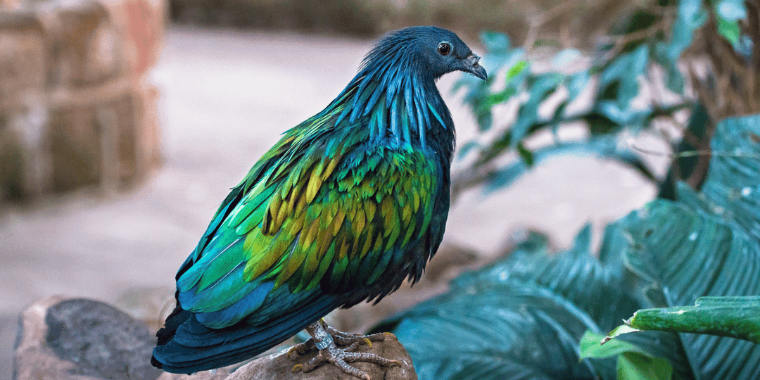 Discover the Beauty of Nicobar Pigeons