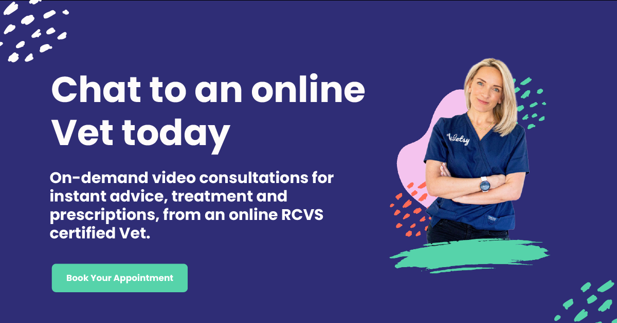 About Vetsy | Your Online Vets