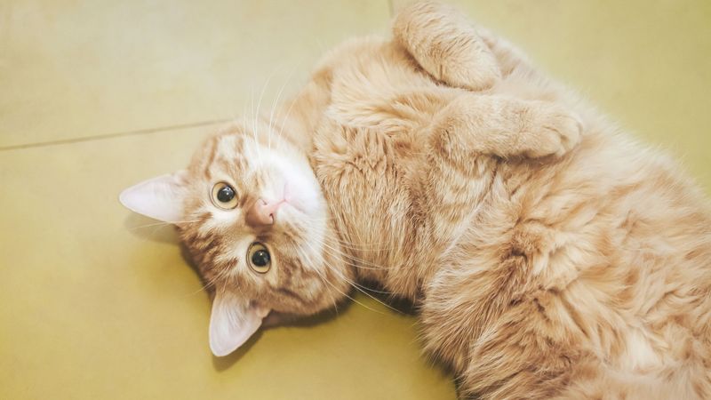 What Breed Are Ginger Cats? The Truth About These Fiery Felines - Vetsy ...