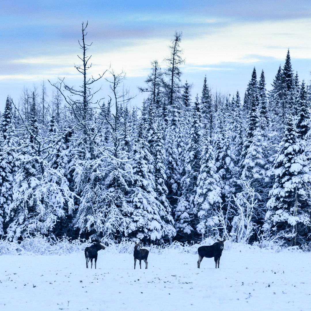 Explore Portage Lake in the North Maine Woods | Visit Aroostook