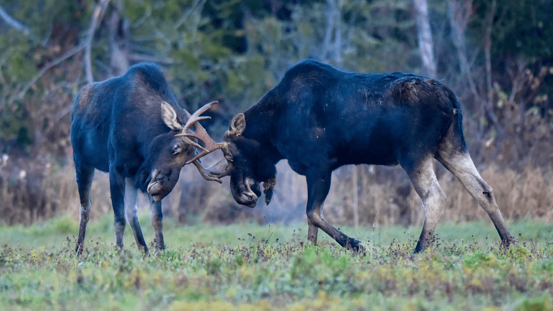 A Quick Guide to Moose | Visit Aroostook