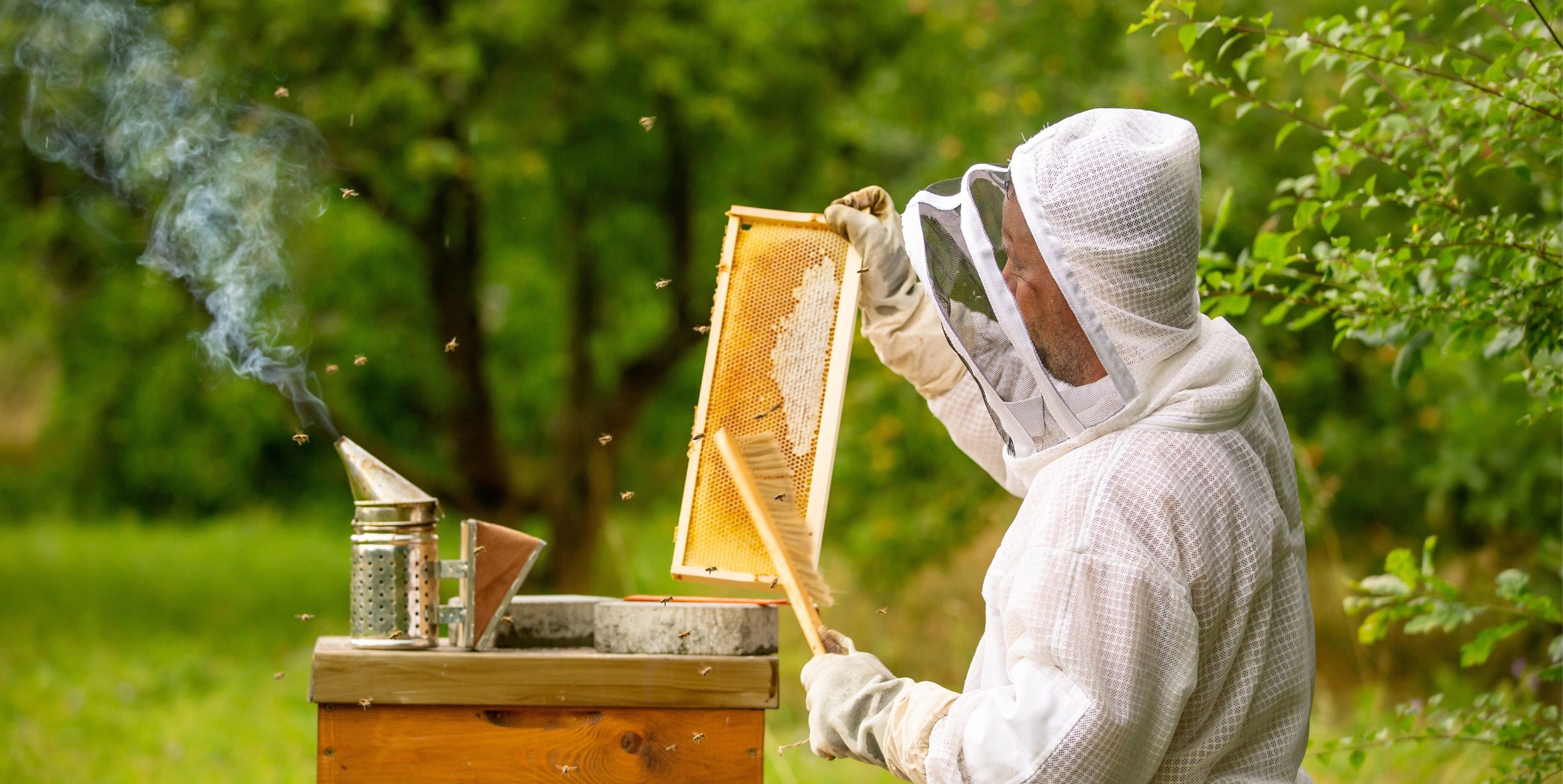 Beginner’s Guide to Backyard Beekeeping Supplies | Fleet Farm