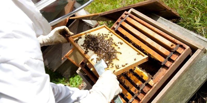 Setting Up A Beehive | Fleet Farm