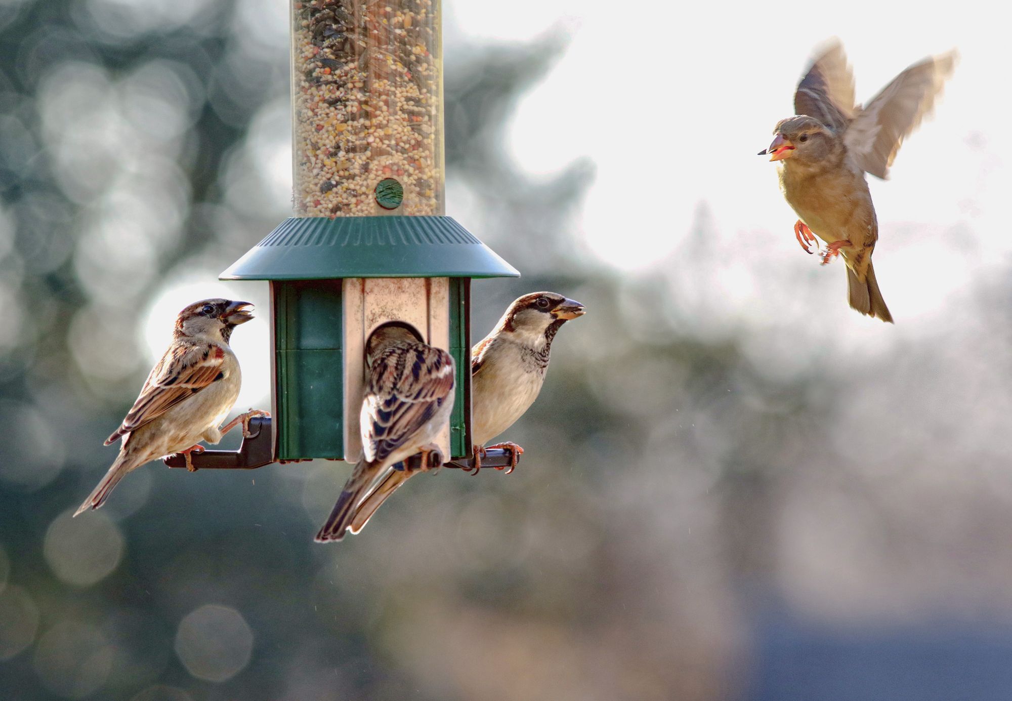 How to Attract Wild Birds During Spring Migration | Fleet Farm