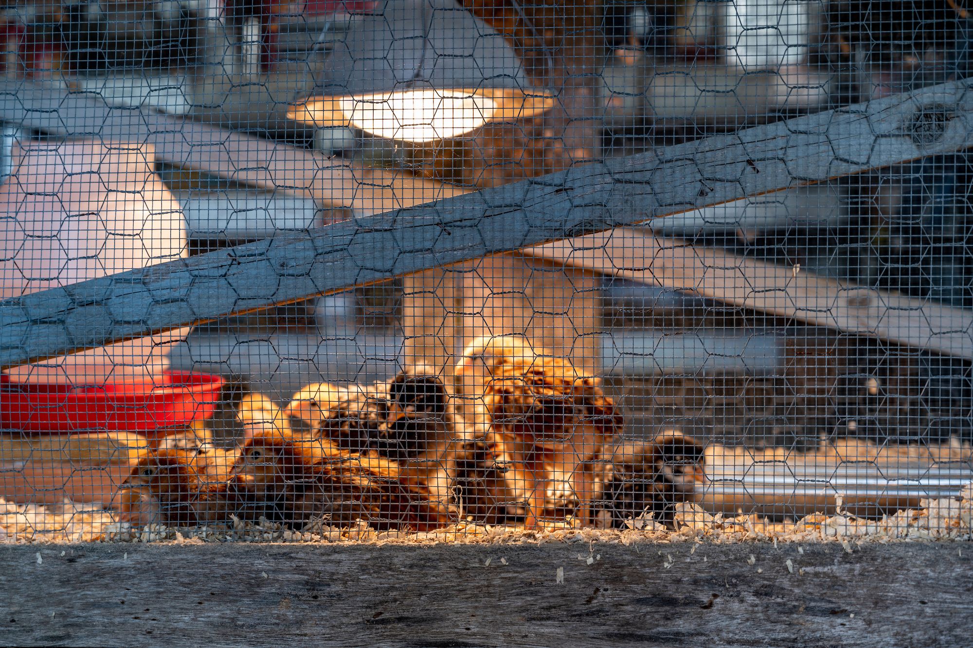 Achieving Optimal Brooder Temperature for Baby Chicks | Fleet Farm