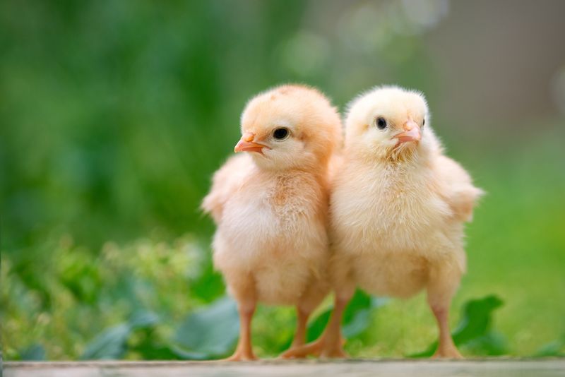 Giving Your Chicks the Best Start | Fleet Farm