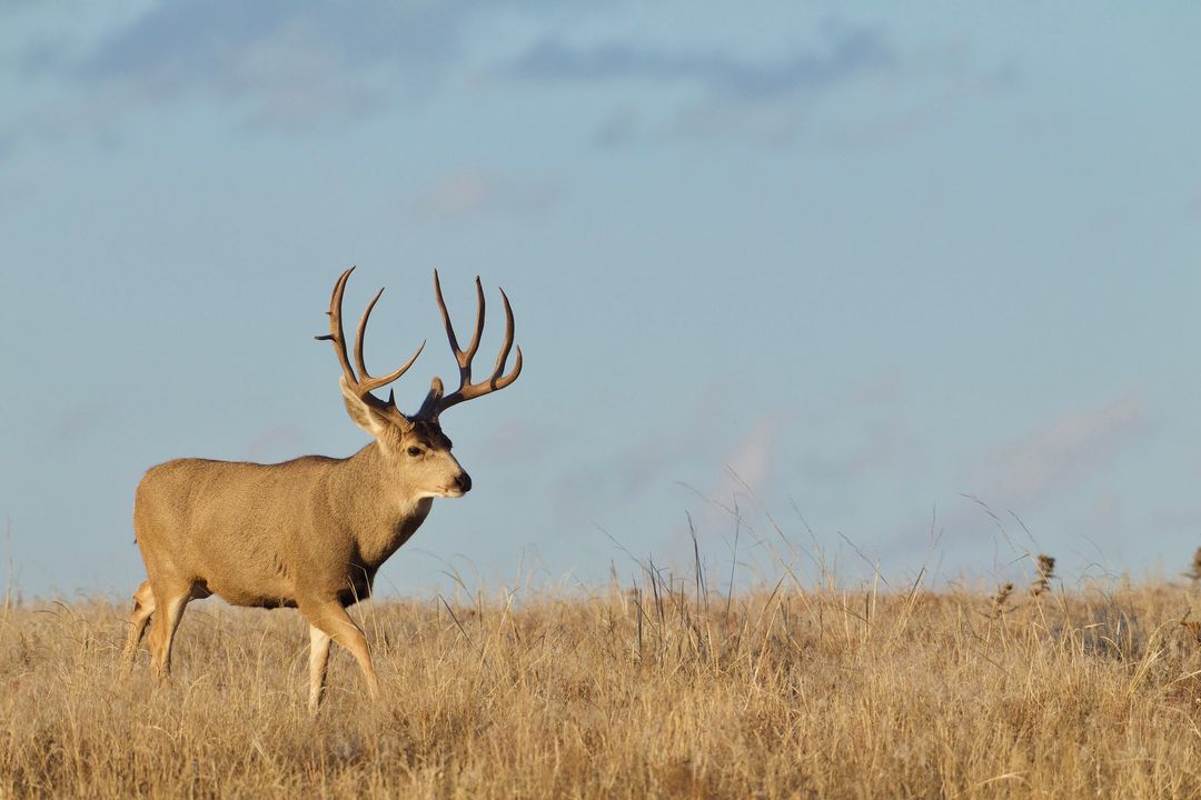 Animal Tracking: Definition, Useful Skills & Techniques | Fleet Farm