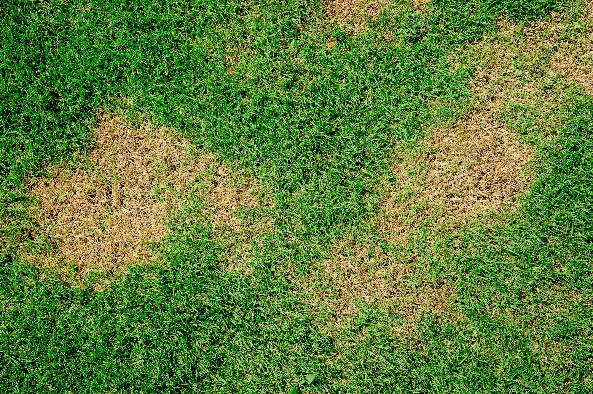 How to Repair Bare Spots in Your Lawn | Fleet Farm