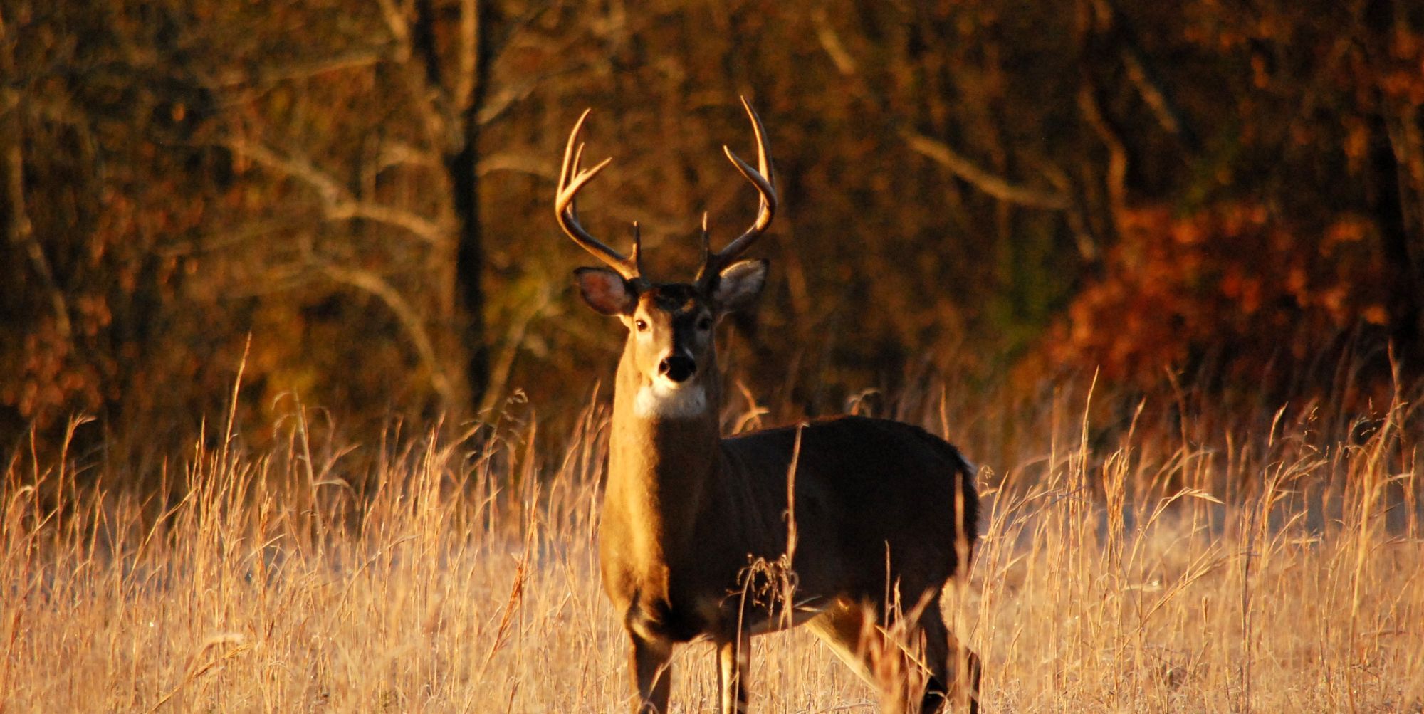 Hunting - Buying Guides, Lifestyle Articles, & Expert Advice